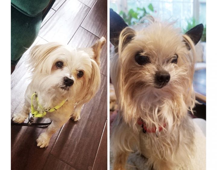 Say Hello to Cookie & Cream Puff! | WATD 95.9 FM