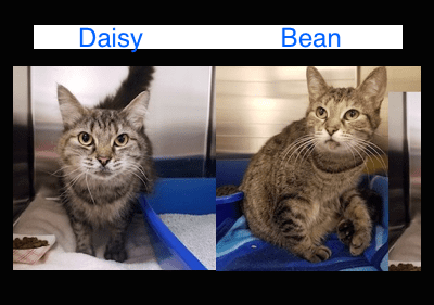 Daisy & Bean: Two Kitty Sisters | WATD 95.9 FM