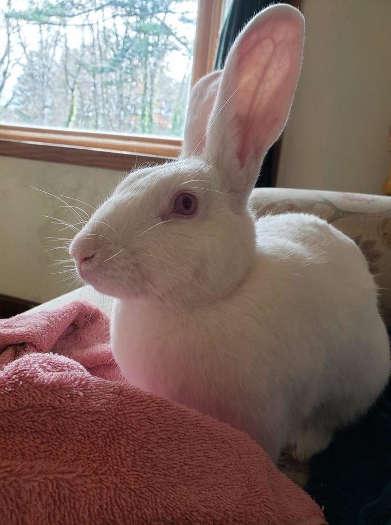 Spooky the bunny needs a new home | WATD 95.9 FM