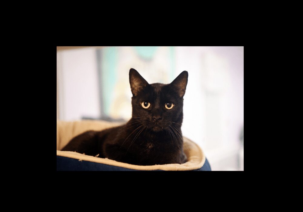 It’s a shame about Ray…he needs a new home! | WATD 95.9 FM