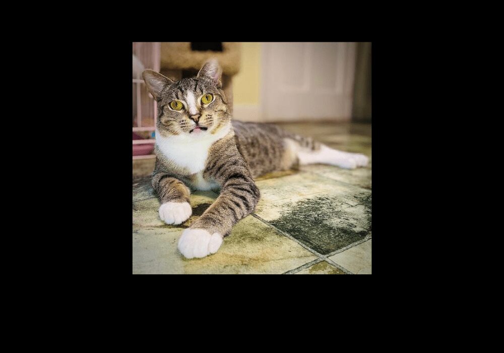 Benji the Cat Craves a Fur-ever Home | WATD 95.9 FM