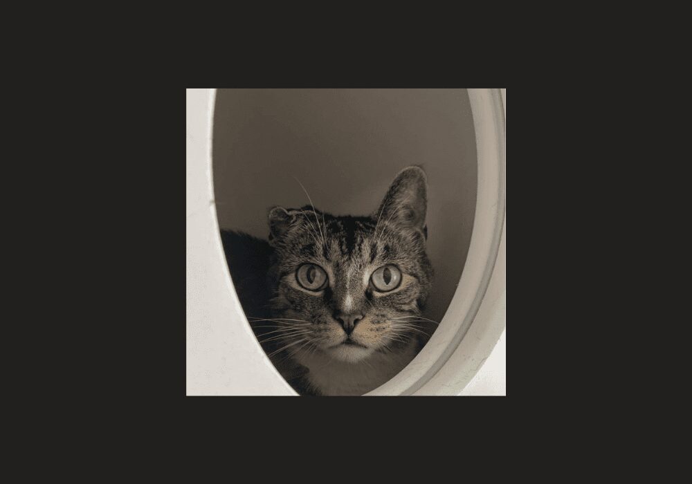 Say hello to Tigger! Tigger is searching for a forever home – can you ...