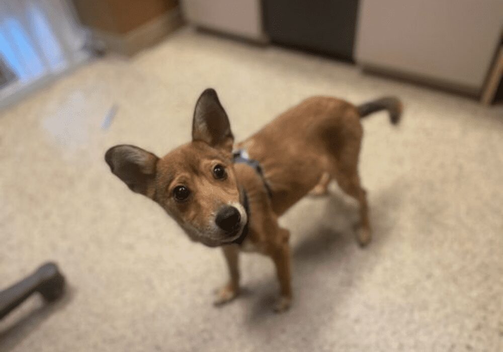 Say hello to Tito the puppy and his adorable ears! | WATD 95.9 FM
