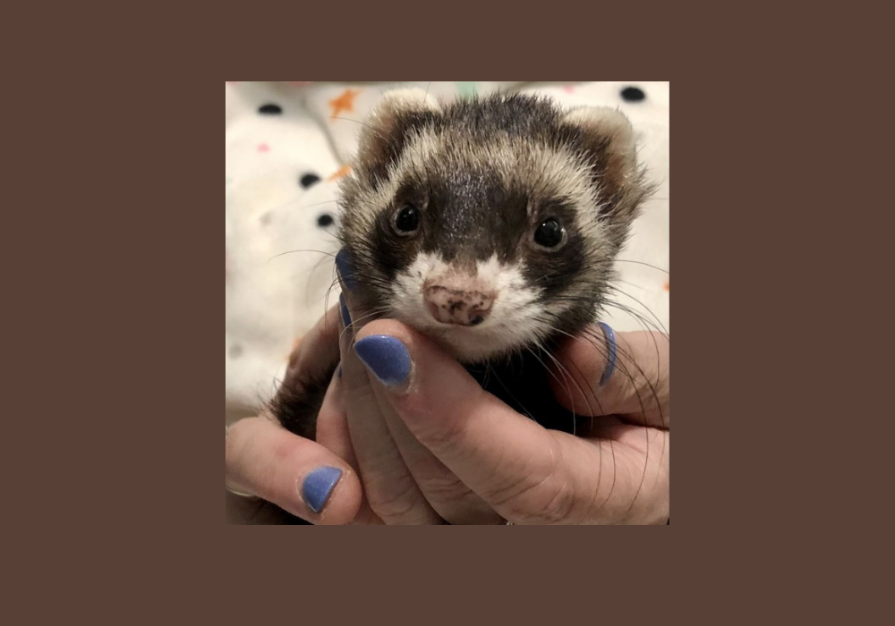 Fiona the ferret needs to find a new home – can you help? | WATD 95.9 FM